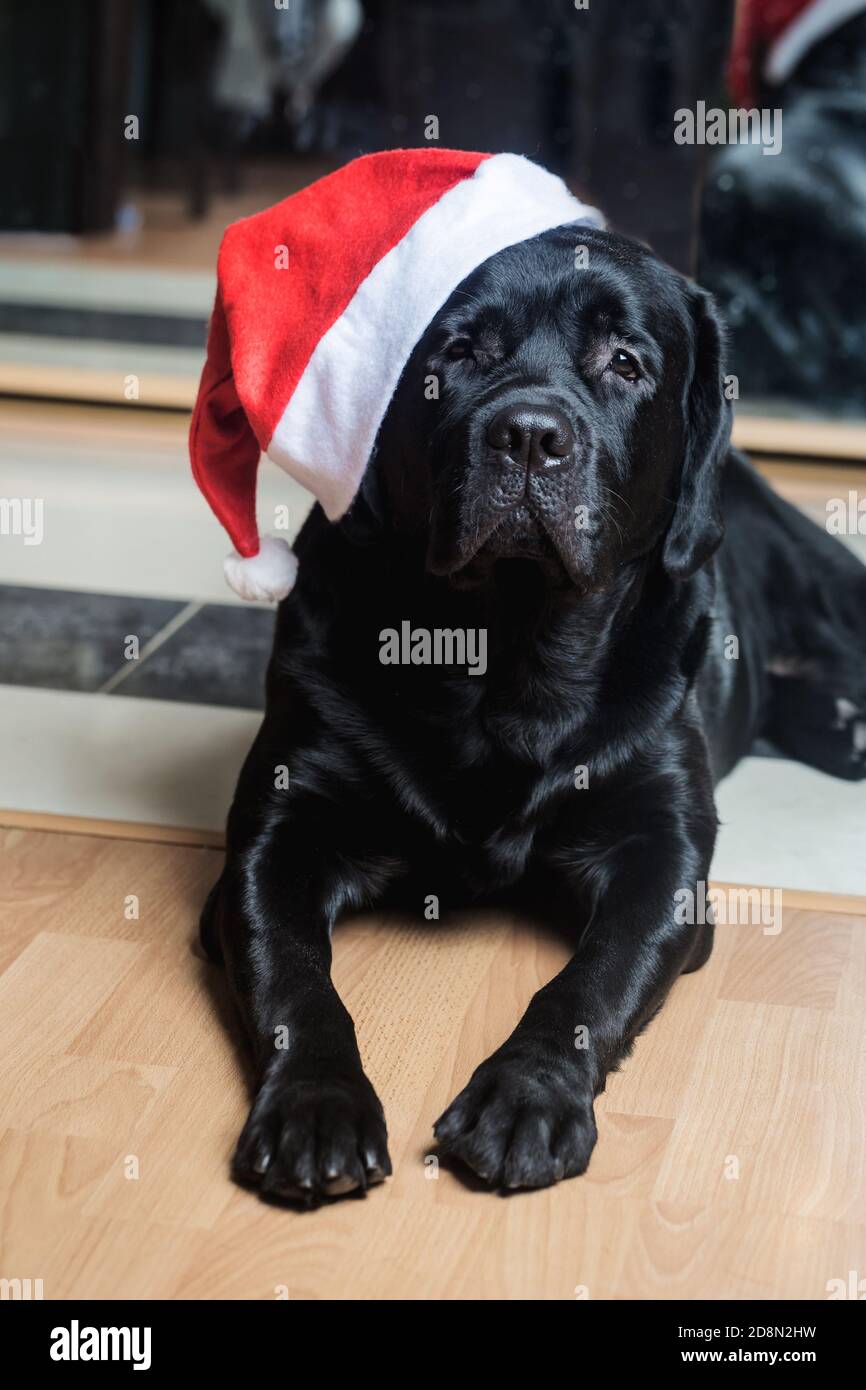Black lab santa hat hi-res stock photography and images - Alamy