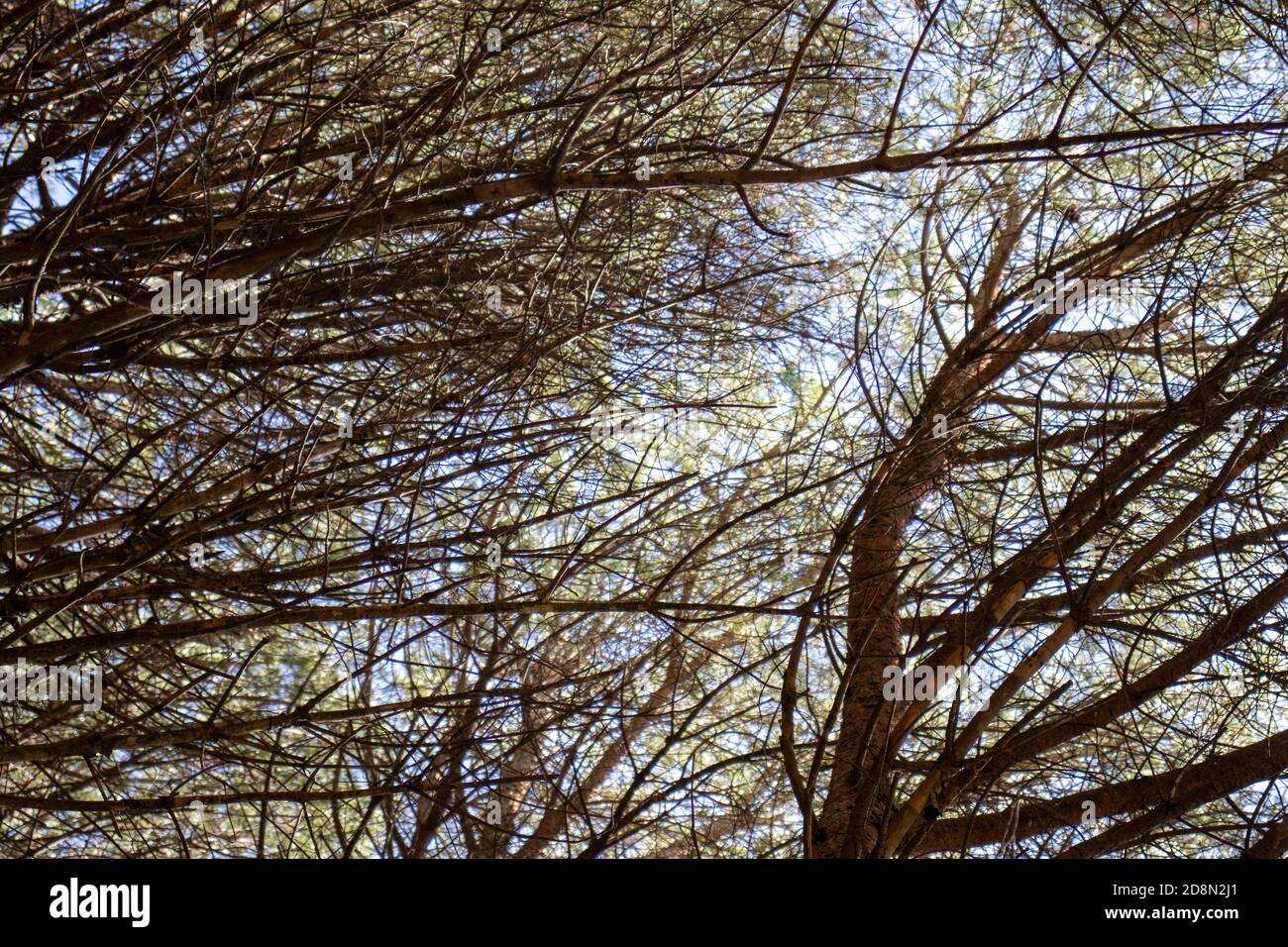 Point of view of green trees with the sky behind upwards Stock Photo ...