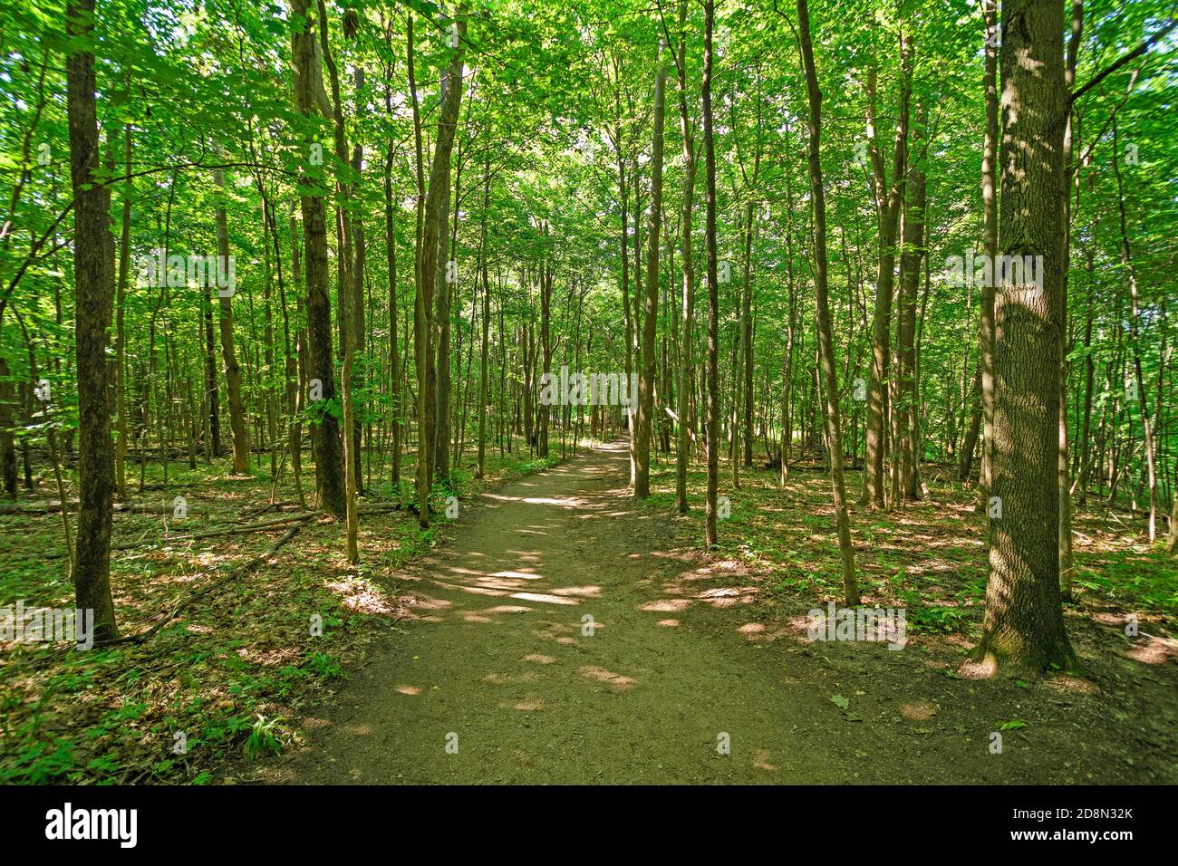 Summer Shade and Sun on a Forest Path in Sleeping Bear Dunes National ...