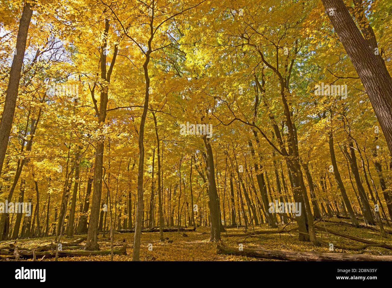 Backbone state forest hi-res stock photography and images - Alamy