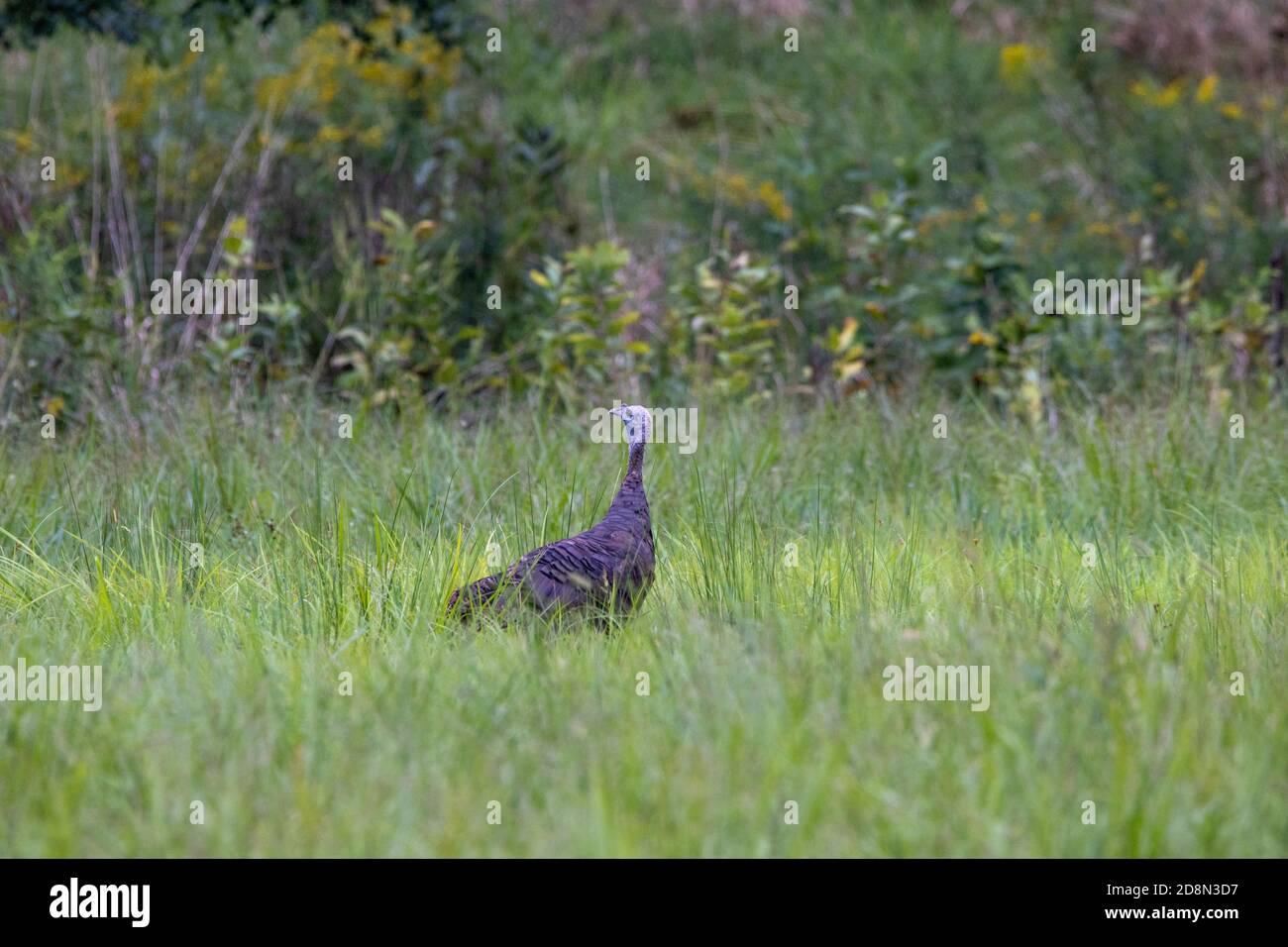 Landscape of small turkey on a meadow Stock Photo - Alamy