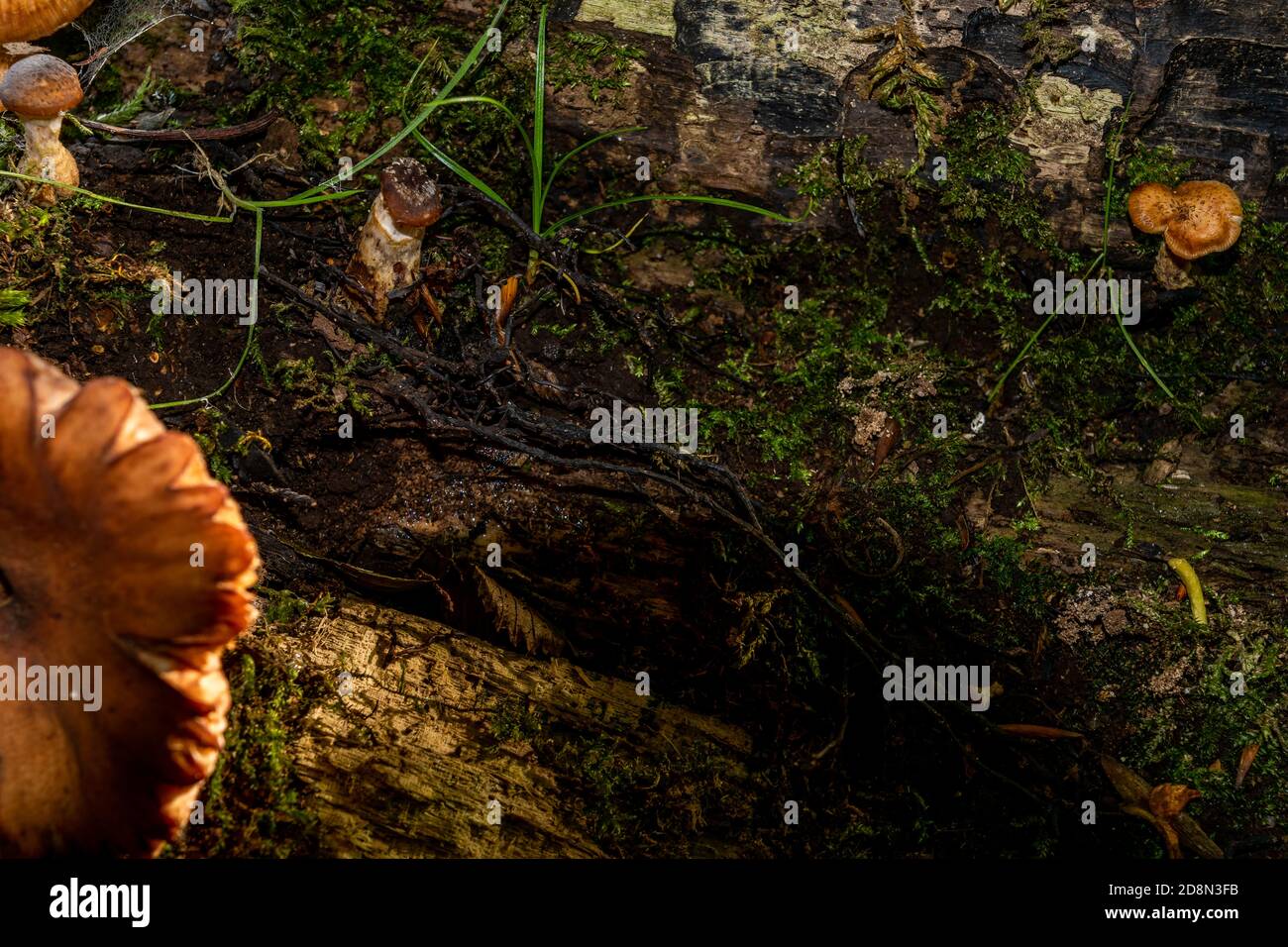 Rhizomorphs hi-res stock photography and images - Alamy