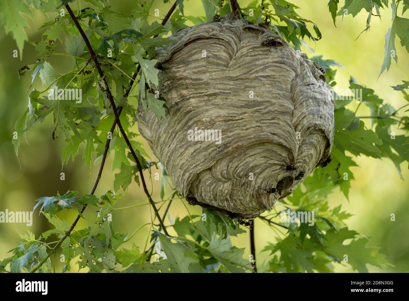 Low angle shot of hornet's nest on a tree Stock Photo - Alamy