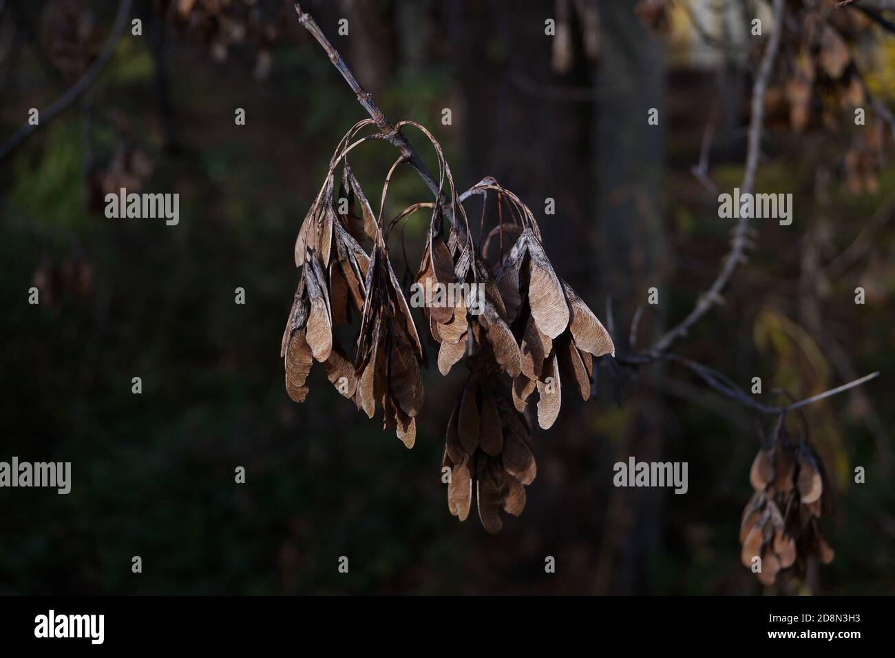 acacia tree pods full of seeds Stock Photo - Alamy