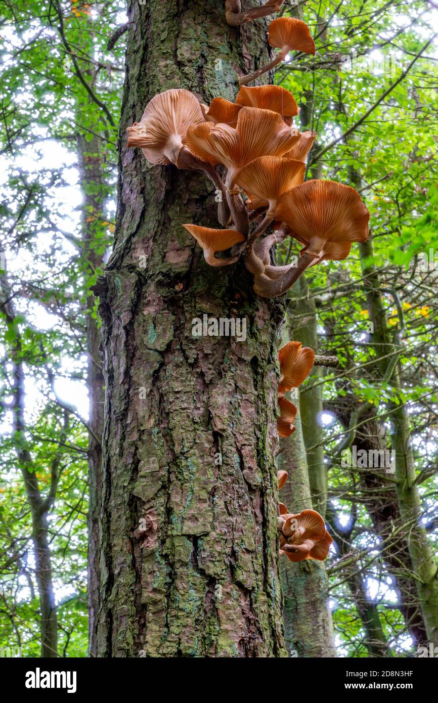 Pine Tree Trunk Fungus