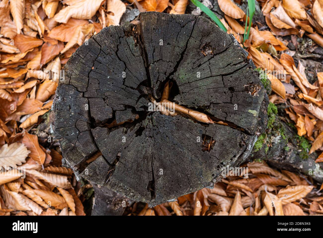 Golden tree stump hi-res stock photography and images - Alamy