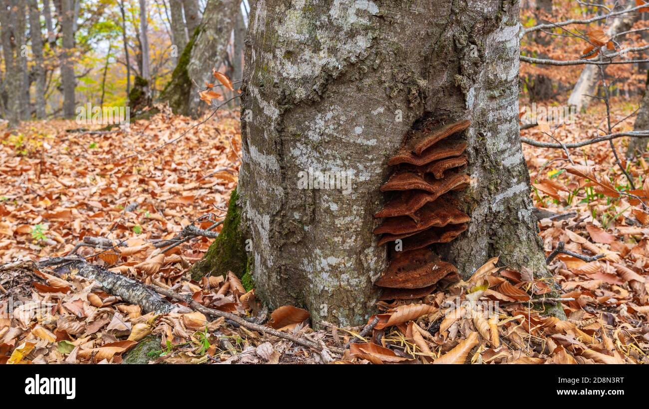 Root parasite hi-res stock photography and images - Alamy
