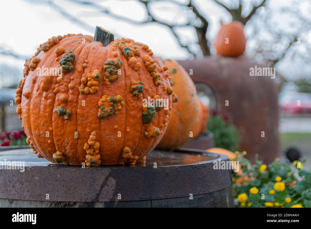 Warts pumpkin hi-res stock photography and images - Alamy