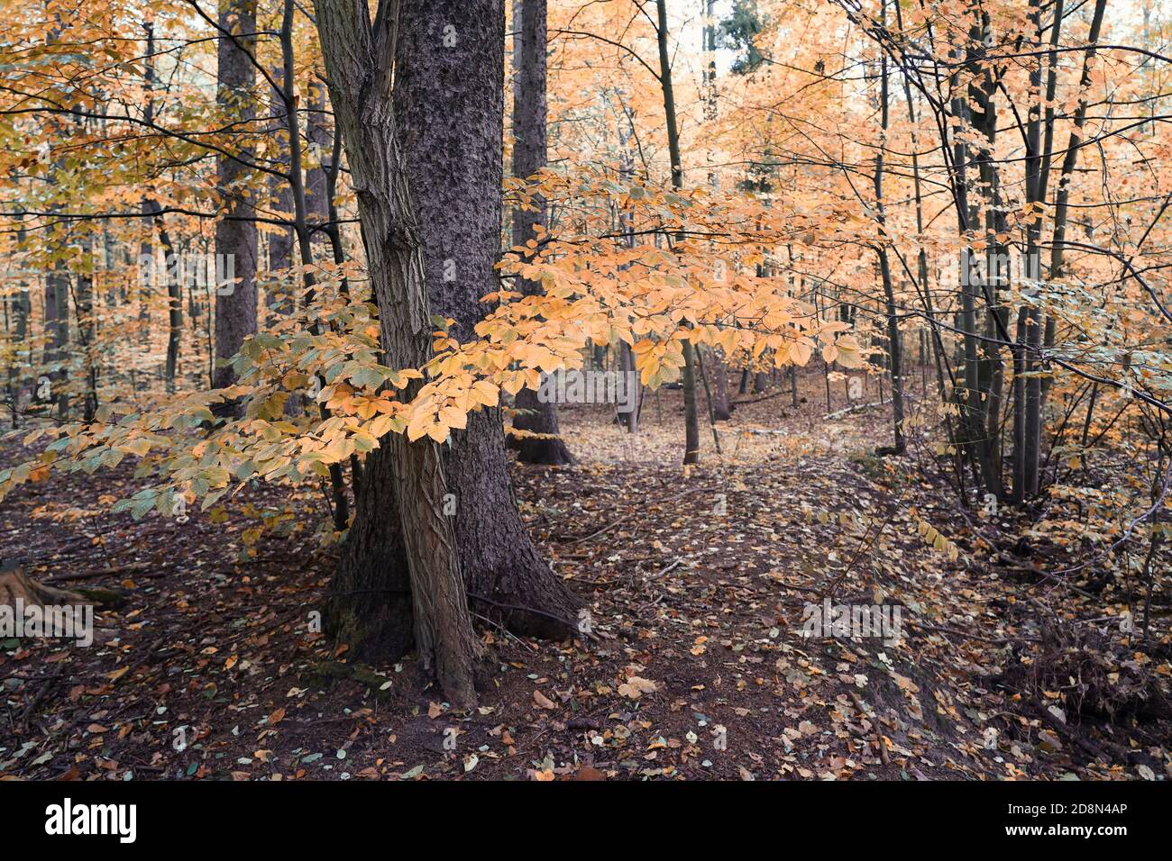 October forest hi-res stock photography and images - Alamy