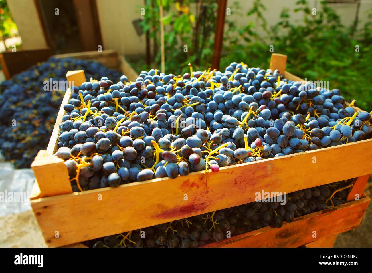 Grapes in boxes hi-res stock photography and images - Alamy
