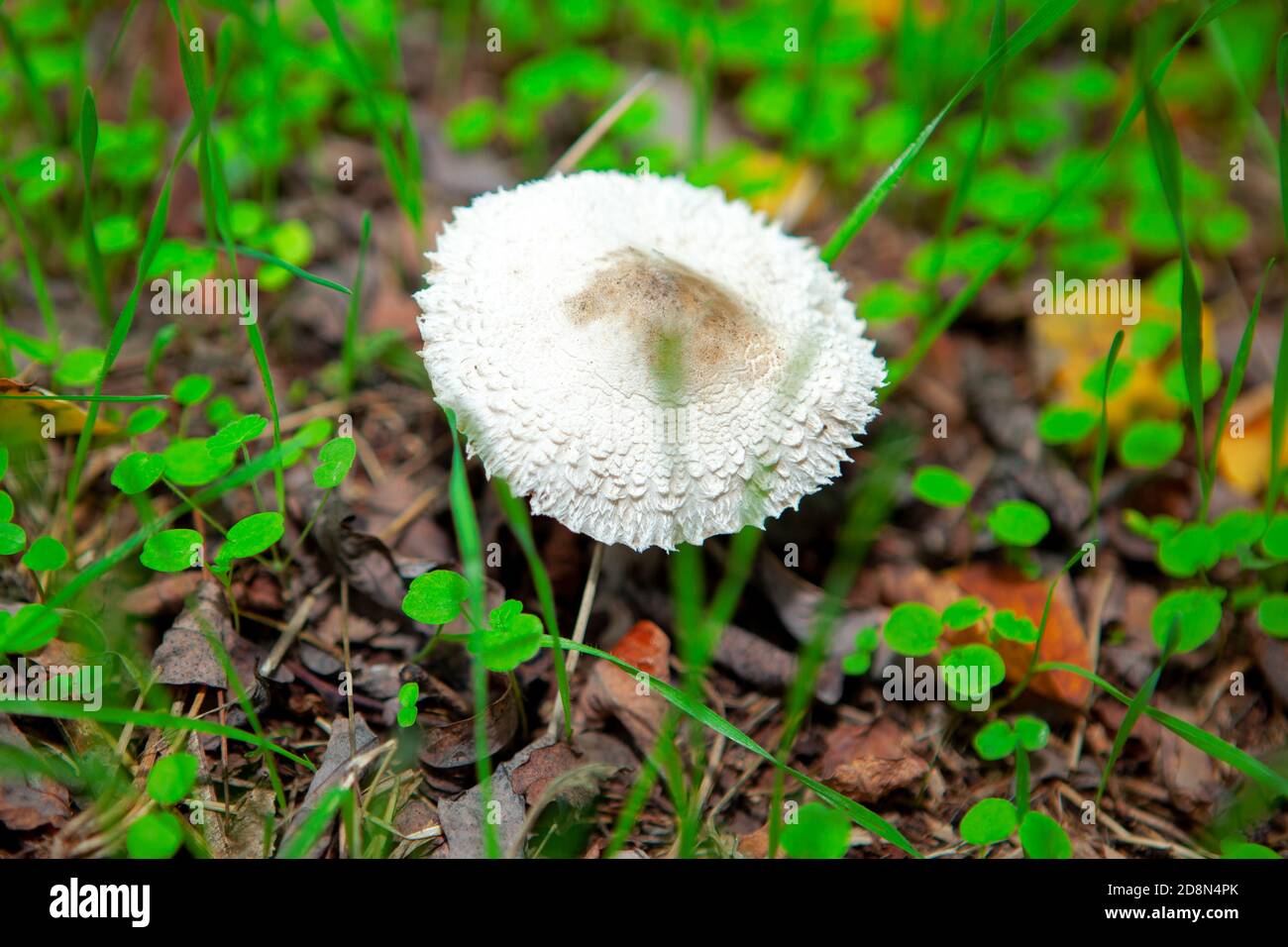 Macrolepiota Procera , white mushroom growing in the forest . Edible ...
