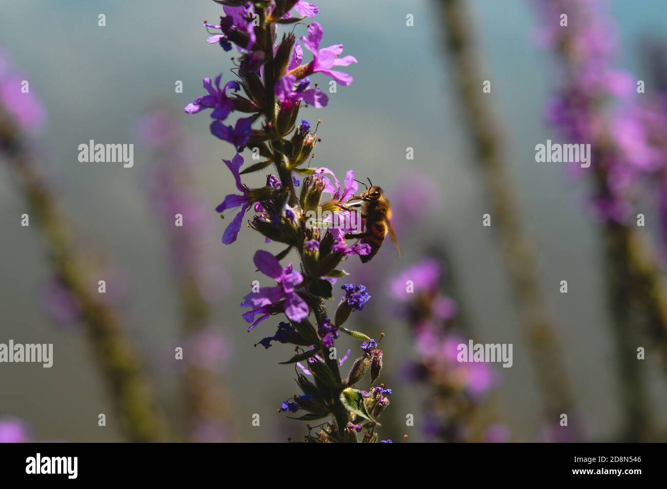 Bee on a purple plant in natural environment, horizontal nature ...