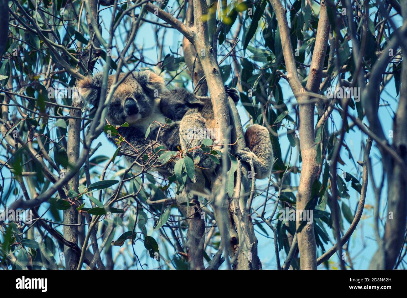 Koala bear holding baby in a tree in Australia Stock Photo - Alamy