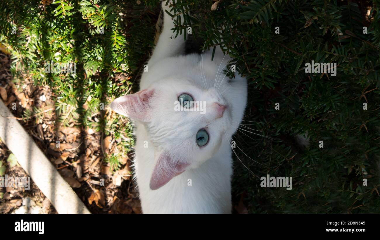 Feline partner hi-res stock photography and images - Alamy