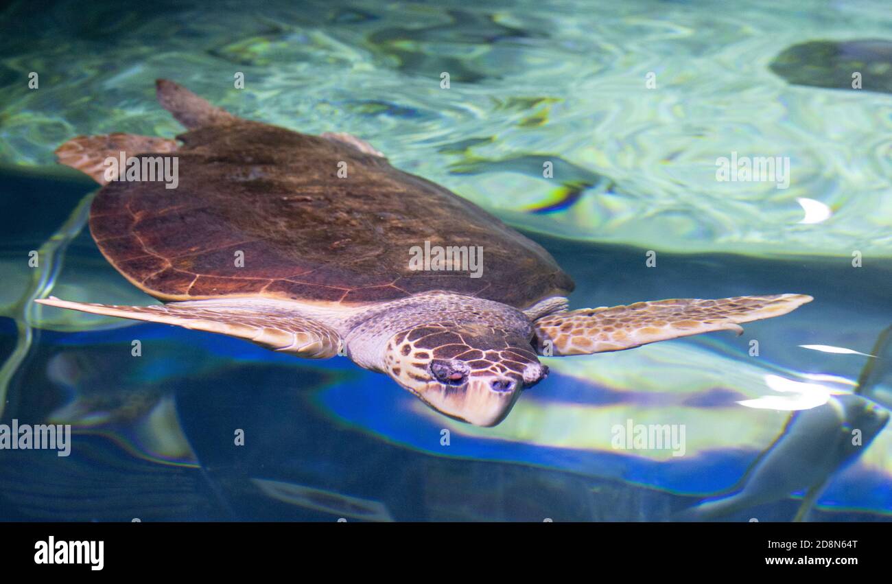 Blind Loggerhead turtle swimming in circles in Aquarium Stock Photo - Alamy