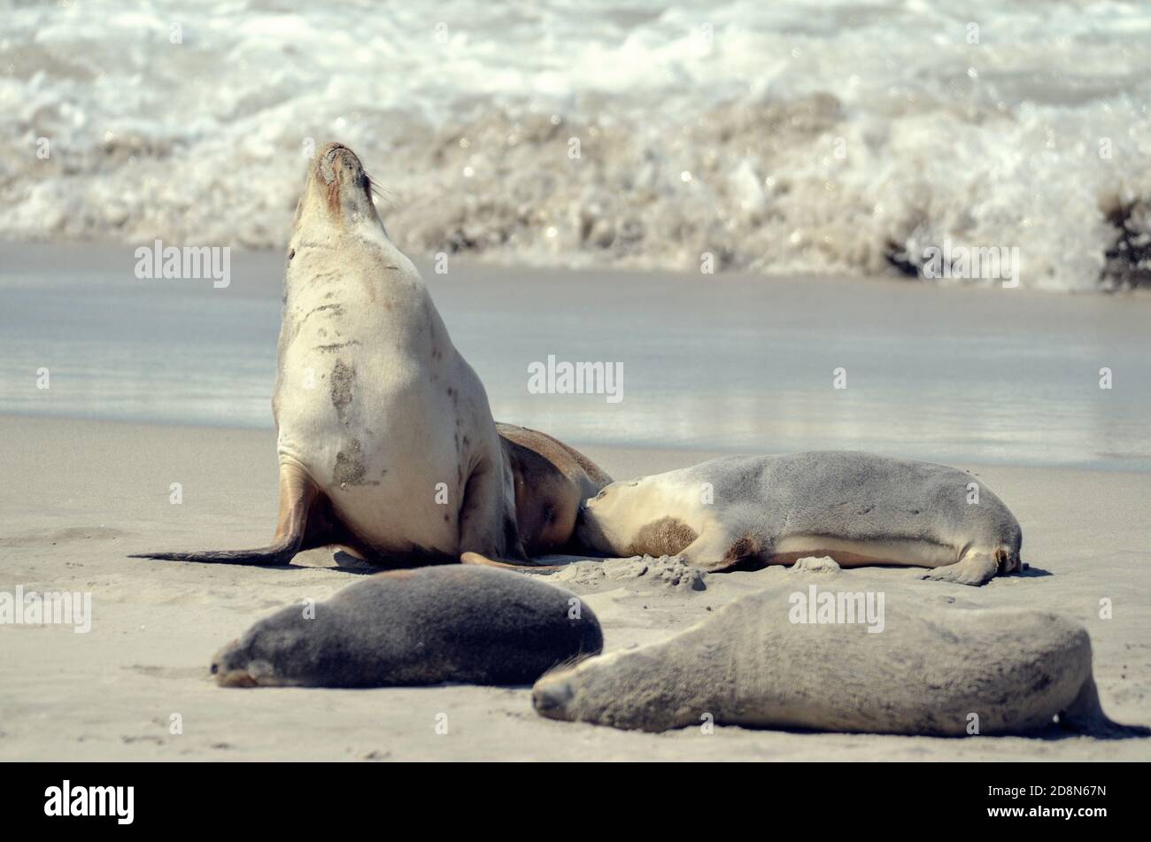 Multiple Seals relaxing on the beach Stock Photo - Alamy