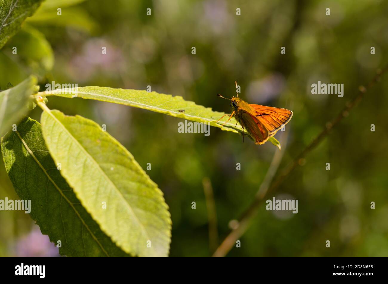 Small skipper butterfly, copper moth on a green leaf in the wild ...