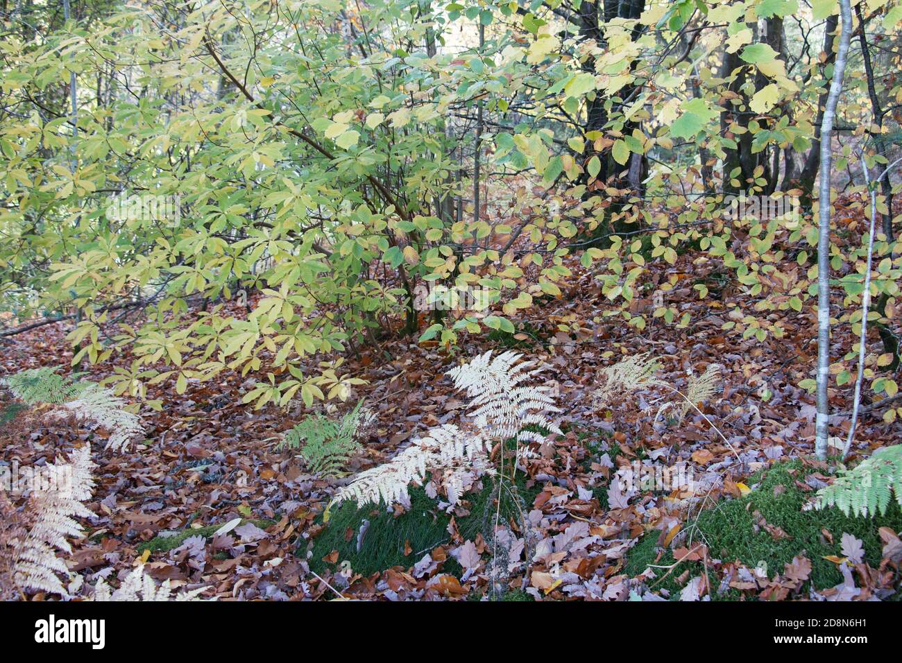 Early autumn woodland foliage Stock Photo - Alamy