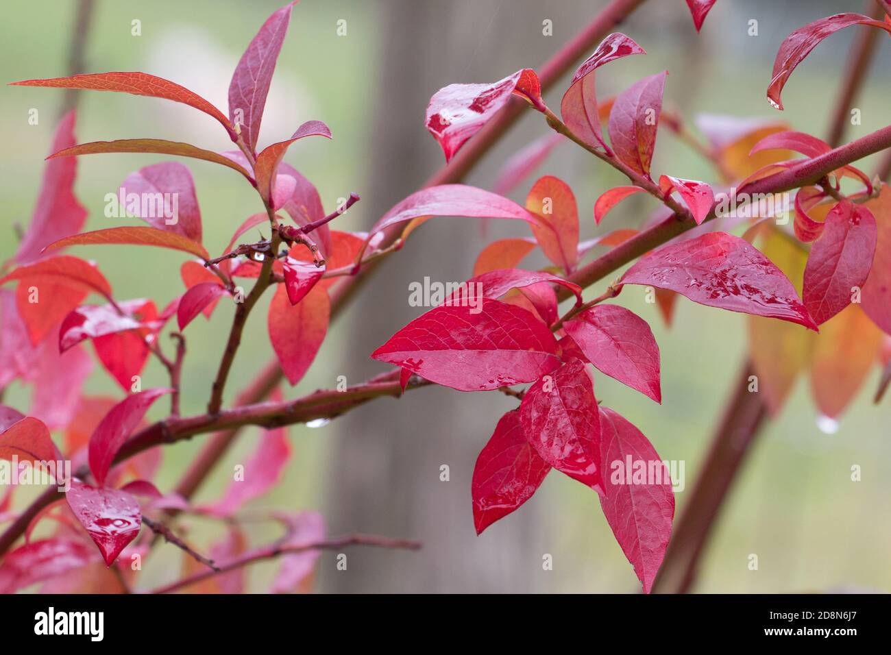 Red autumn leaves of the Blueberry plant, Vaccinium 'Patriot', rain ...