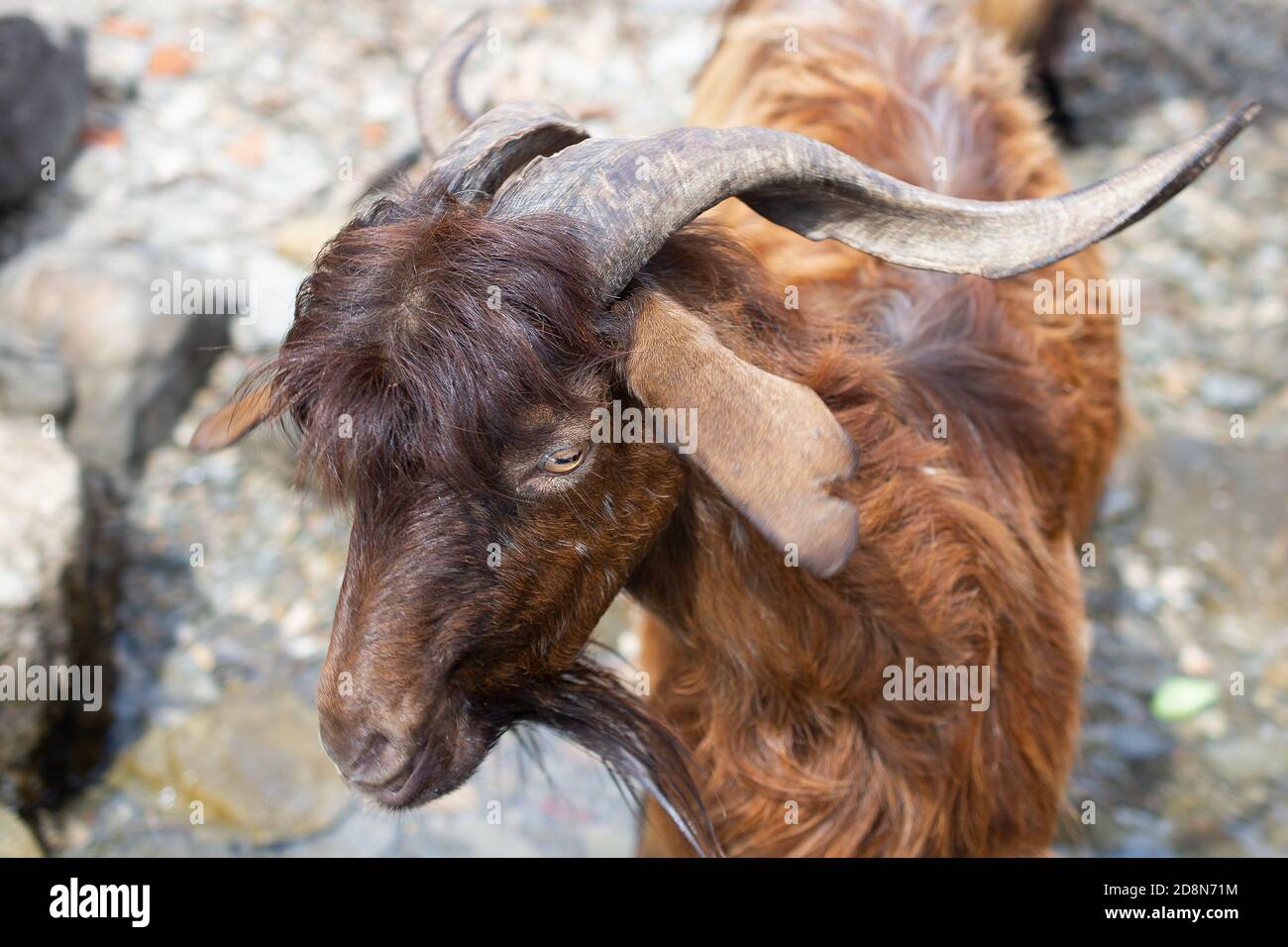 mountain goat. close-up portrait of a brown mountain goat. head of a ...