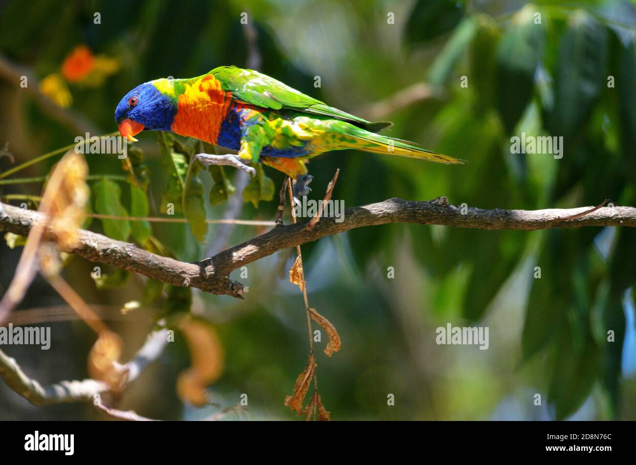 Rainbow Lorikeet jumping off tree branch Stock Photo - Alamy