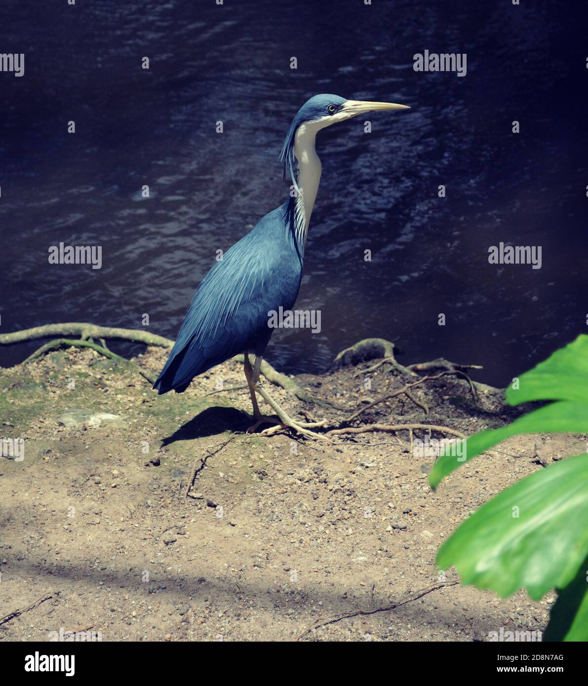 Pied Heron bird walking along shore Stock Photo - Alamy