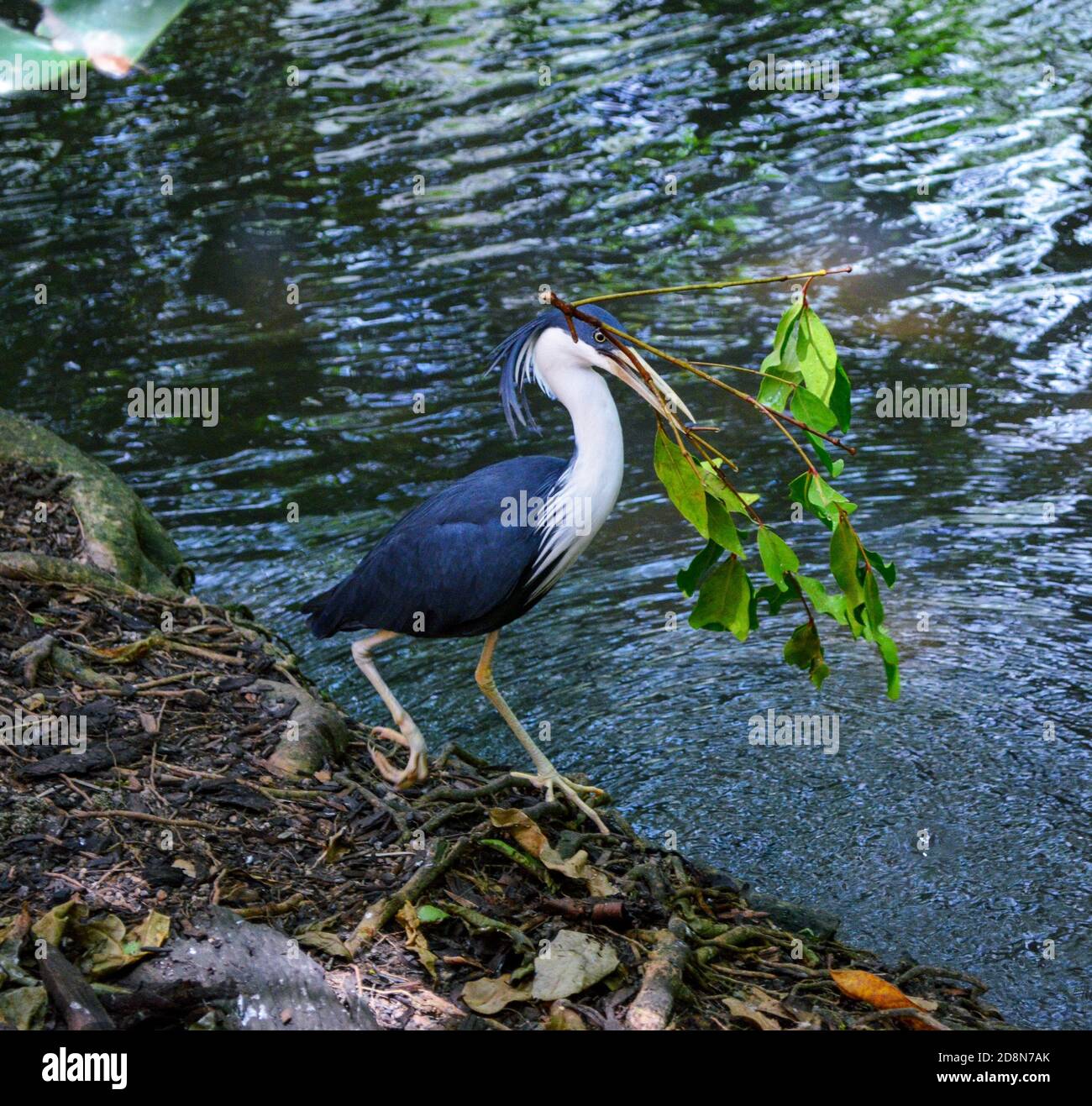 Pied Heron bird walking along shore Stock Photo - Alamy