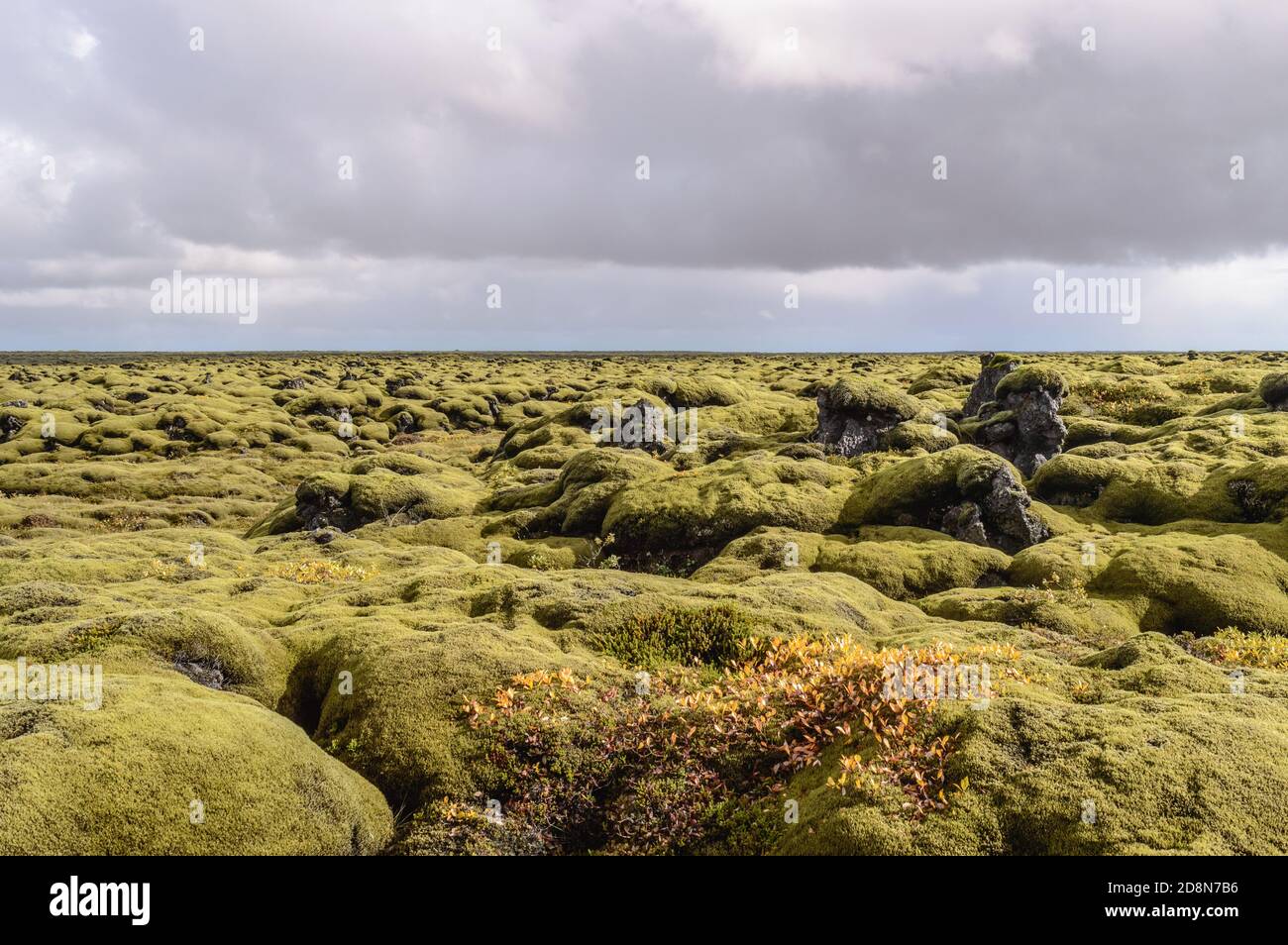 Sea made of grass and rocks in Iceland Stock Photo - Alamy