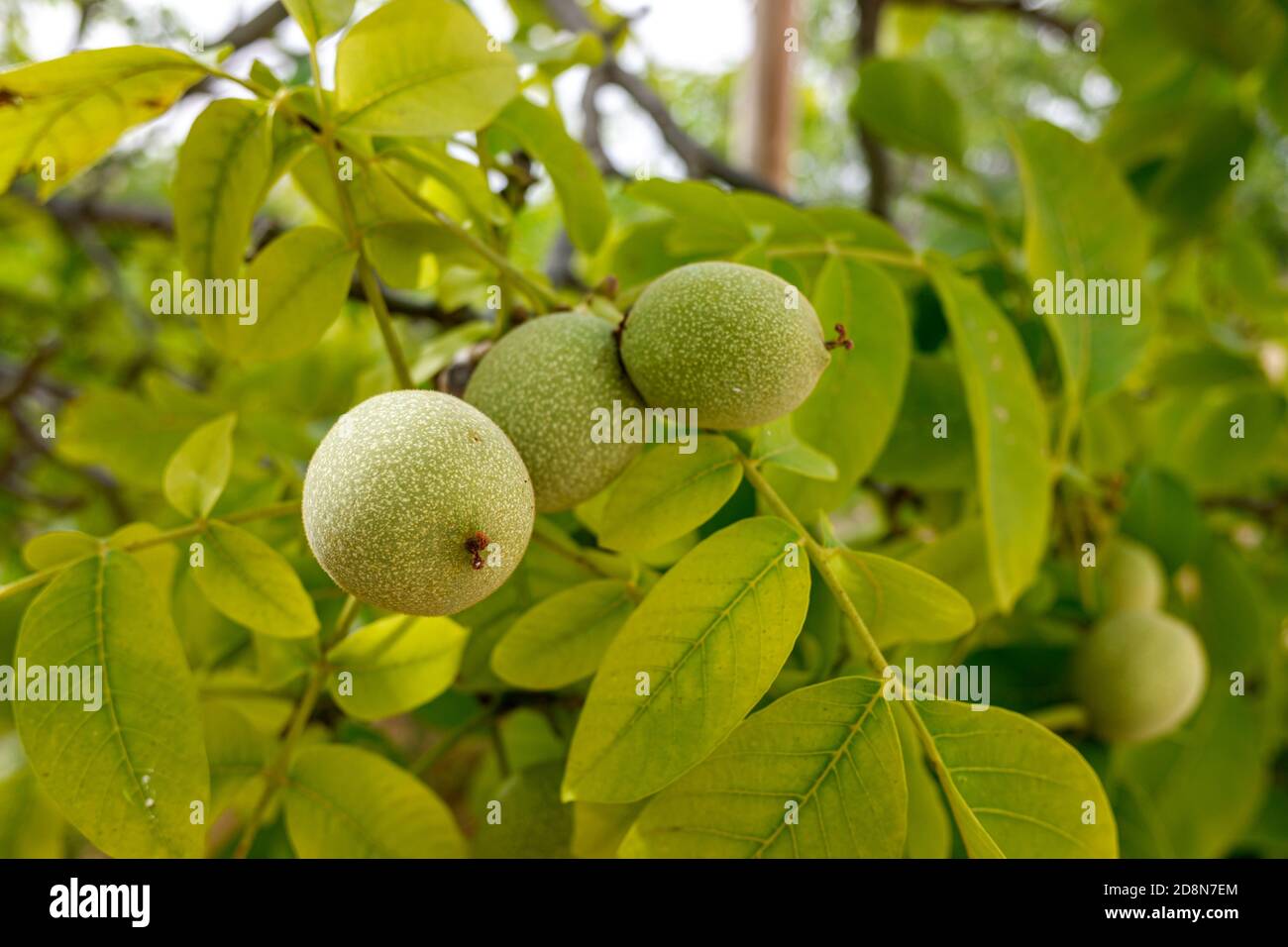Fruit of the walnut, with a walnut inside, still green in a walnut tree ...