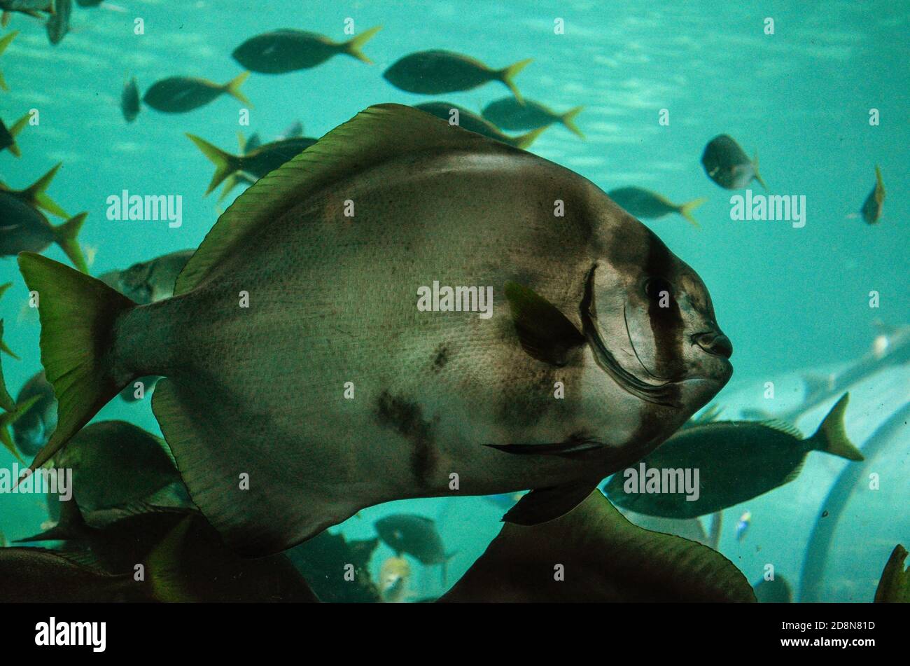 Colorful small tropical fish swim hi-res stock photography and images ...