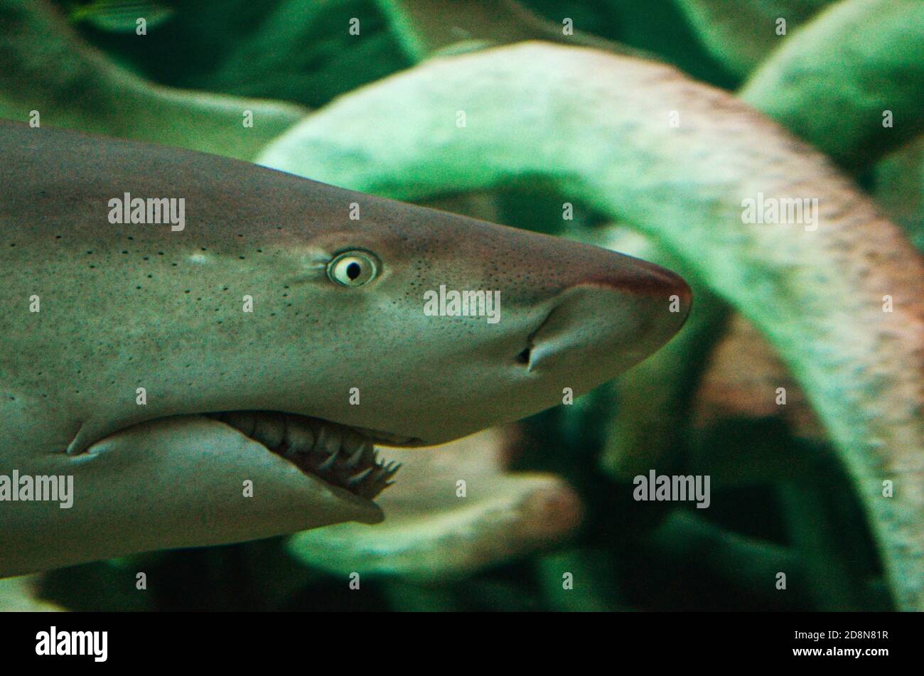 Shark head teeth in water hi-res stock photography and images - Alamy