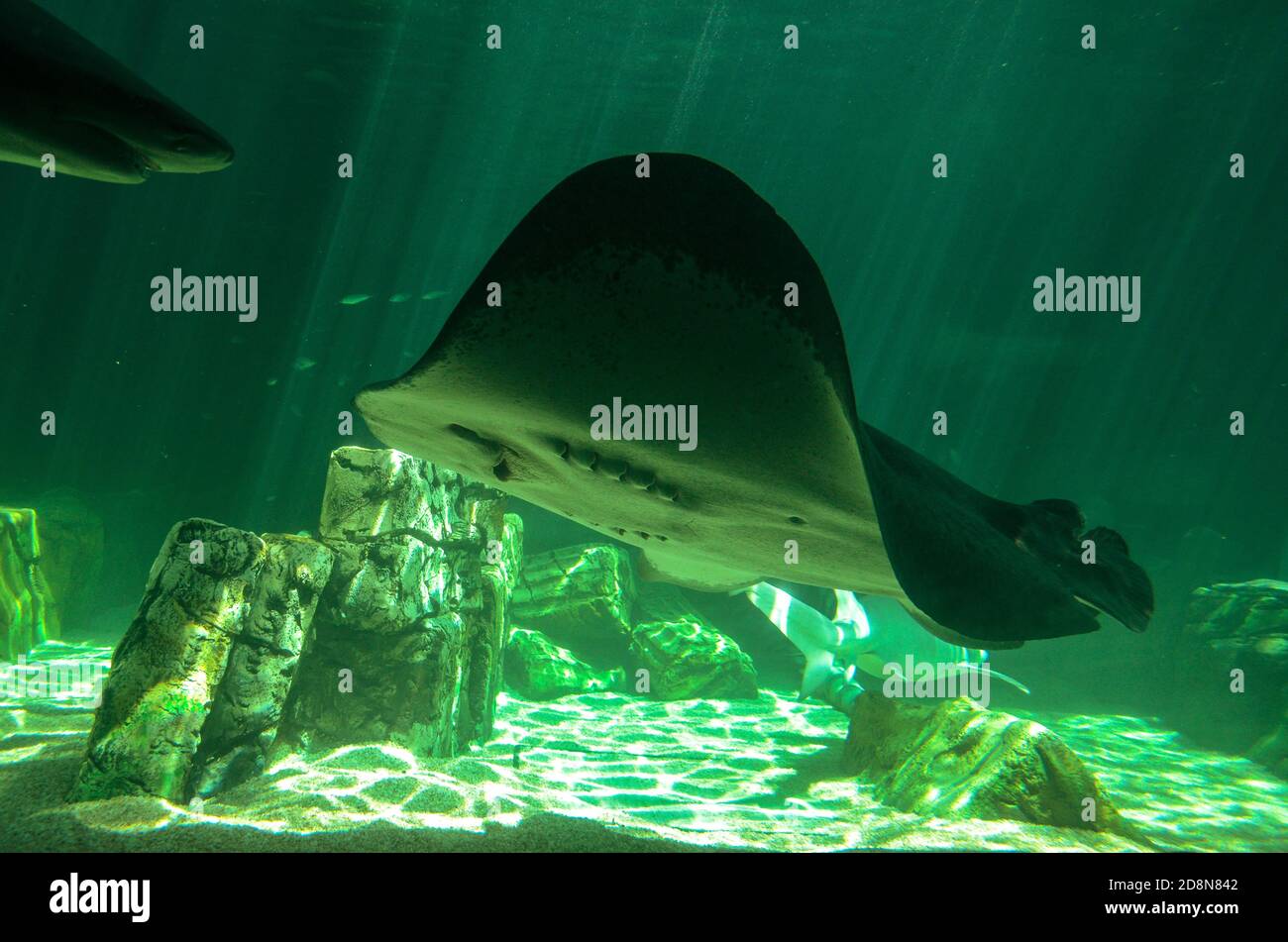 Light Ray hitting the aquarium bottom with swimming ray Stock Photo - Alamy