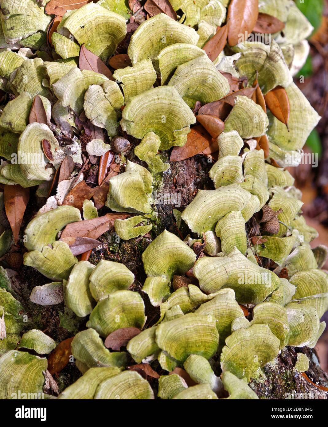 Paynes prairie state park florida hi-res stock photography and images ...