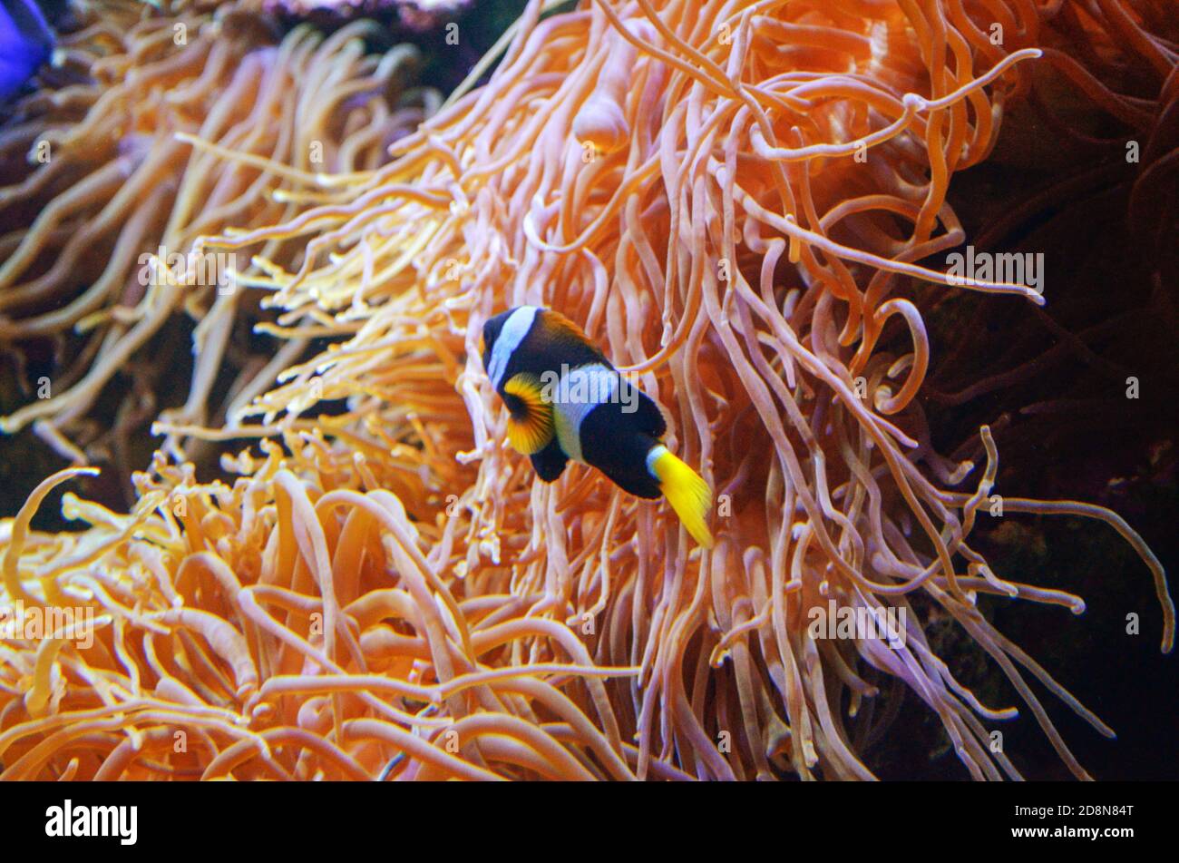 Brightly colored fish in front of a coral reef in a saltwater tank ...