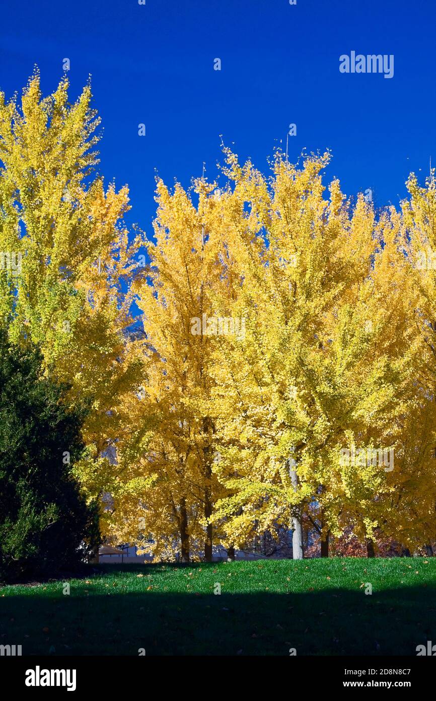 golden yellow trees; green grass; deep blue sky; primary colors, nature ...
