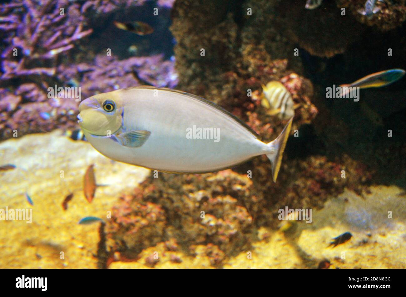 Brightly colored fish in front of a coral reef in a saltwater tank ...