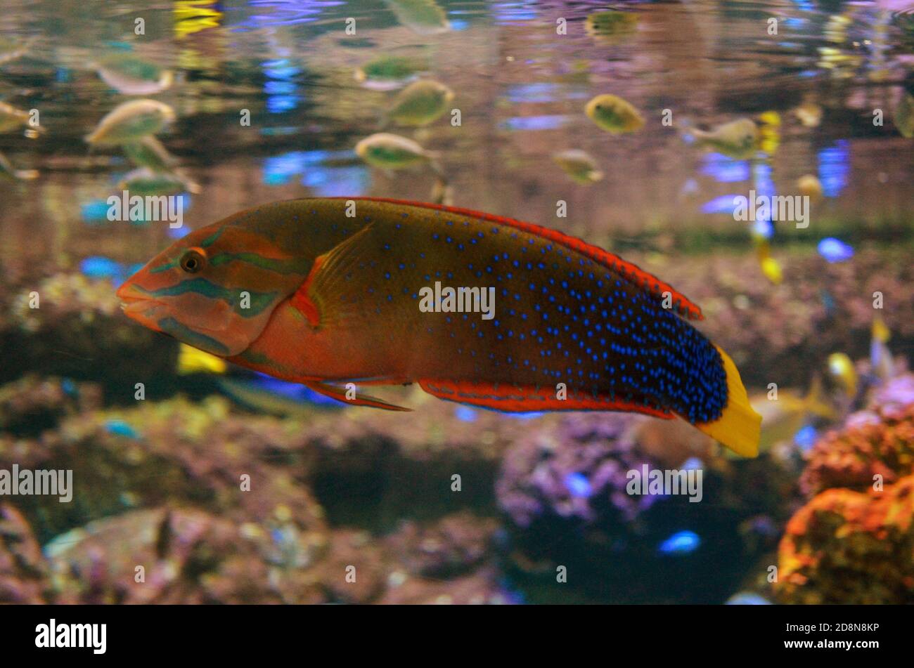Brightly colored fish in front of a coral reef in a saltwater tank ...