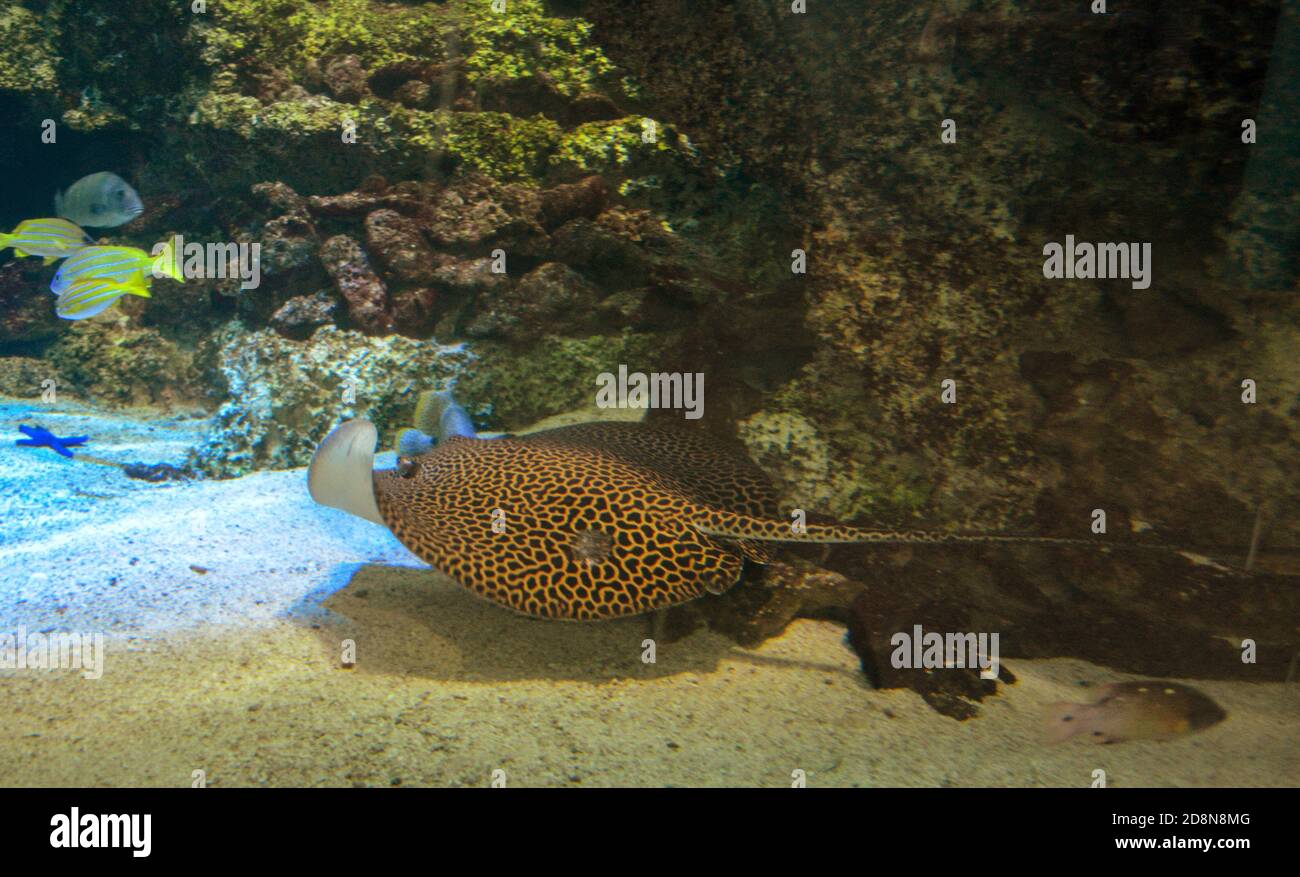 Brightly colored fish in front of a coral reef in a saltwater tank ...