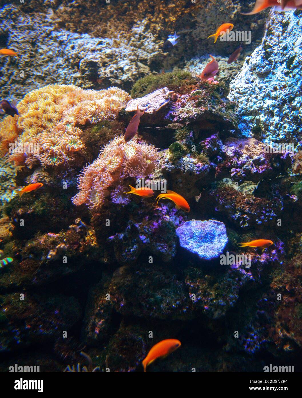 Brightly colored fish in front of a coral reef in a saltwater tank ...