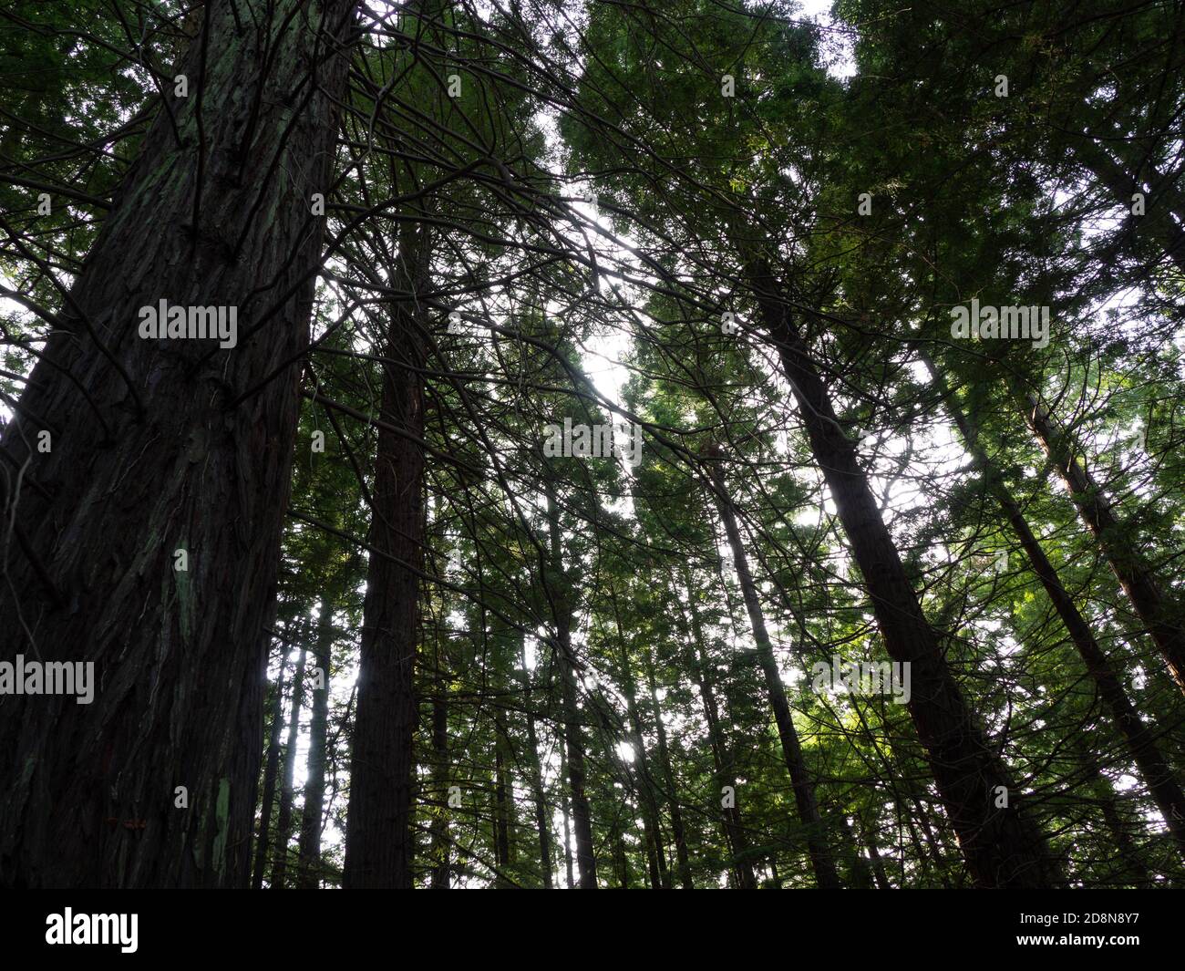 Low angle shot of dense high trees in the forest Stock Photo - Alamy