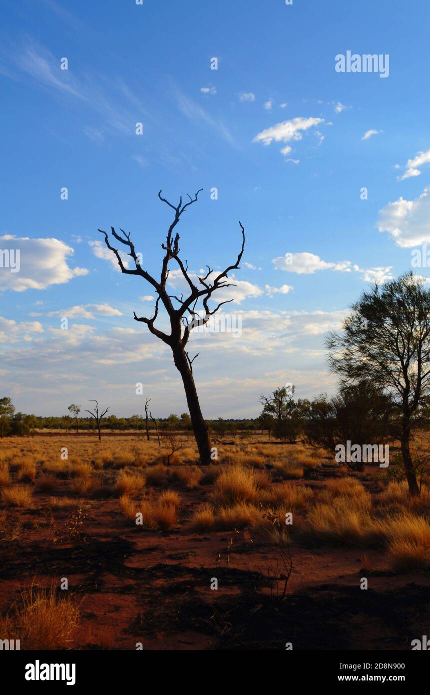 Barren tree in Australia Outback, near Uluru Park, with yellow desert ...