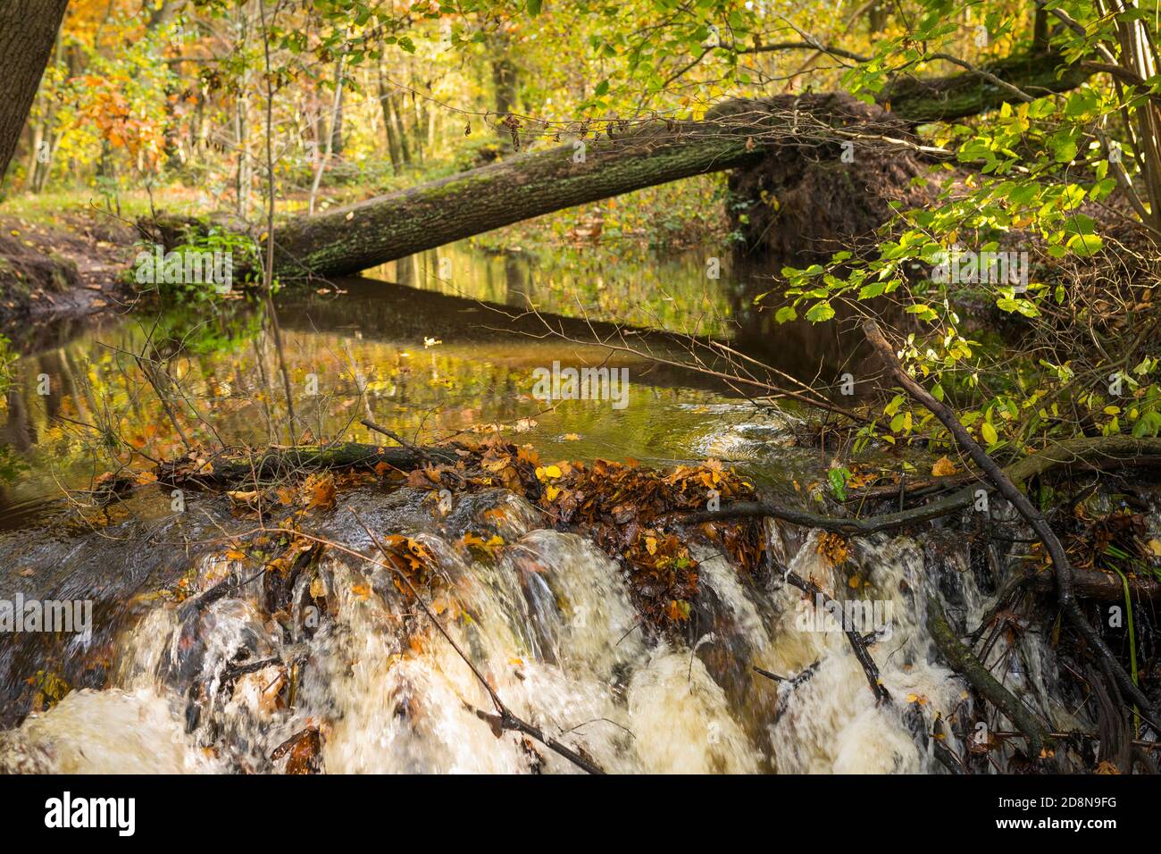 A beaver dam in Dutch streamlet "Astense Aa" in the Netherlands Stock ...