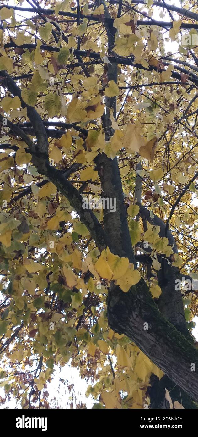 The fantastic colors of autumn, yellow leaves falling from the trees ...