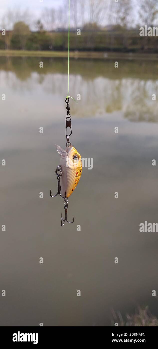 Trout fishing in the lake with the spinning technique Stock Photo - Alamy