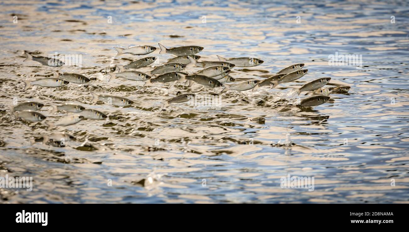 Jumping mullet hi-res stock photography and images - Alamy