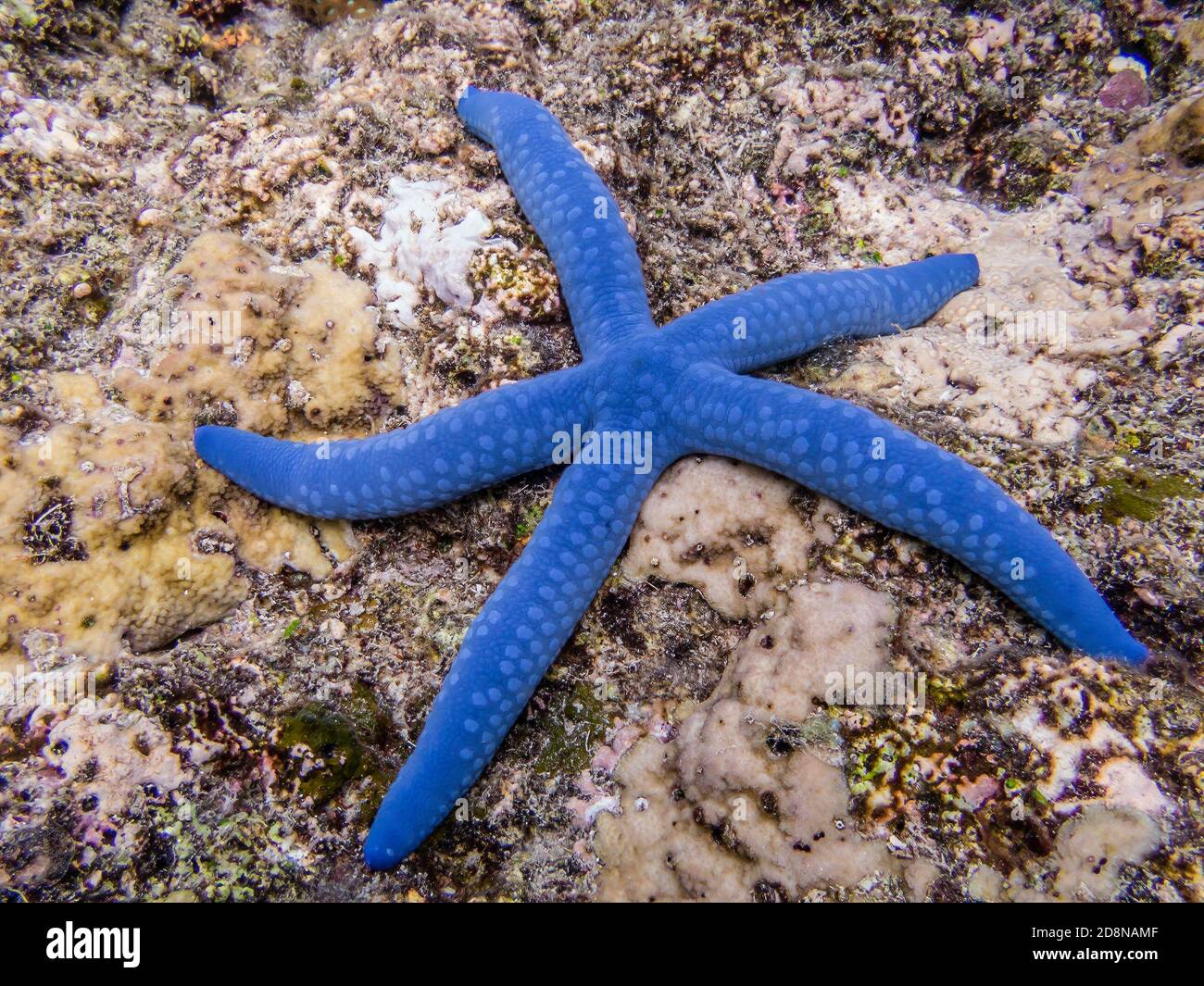 Star of life blue hi-res stock photography and images - Alamy