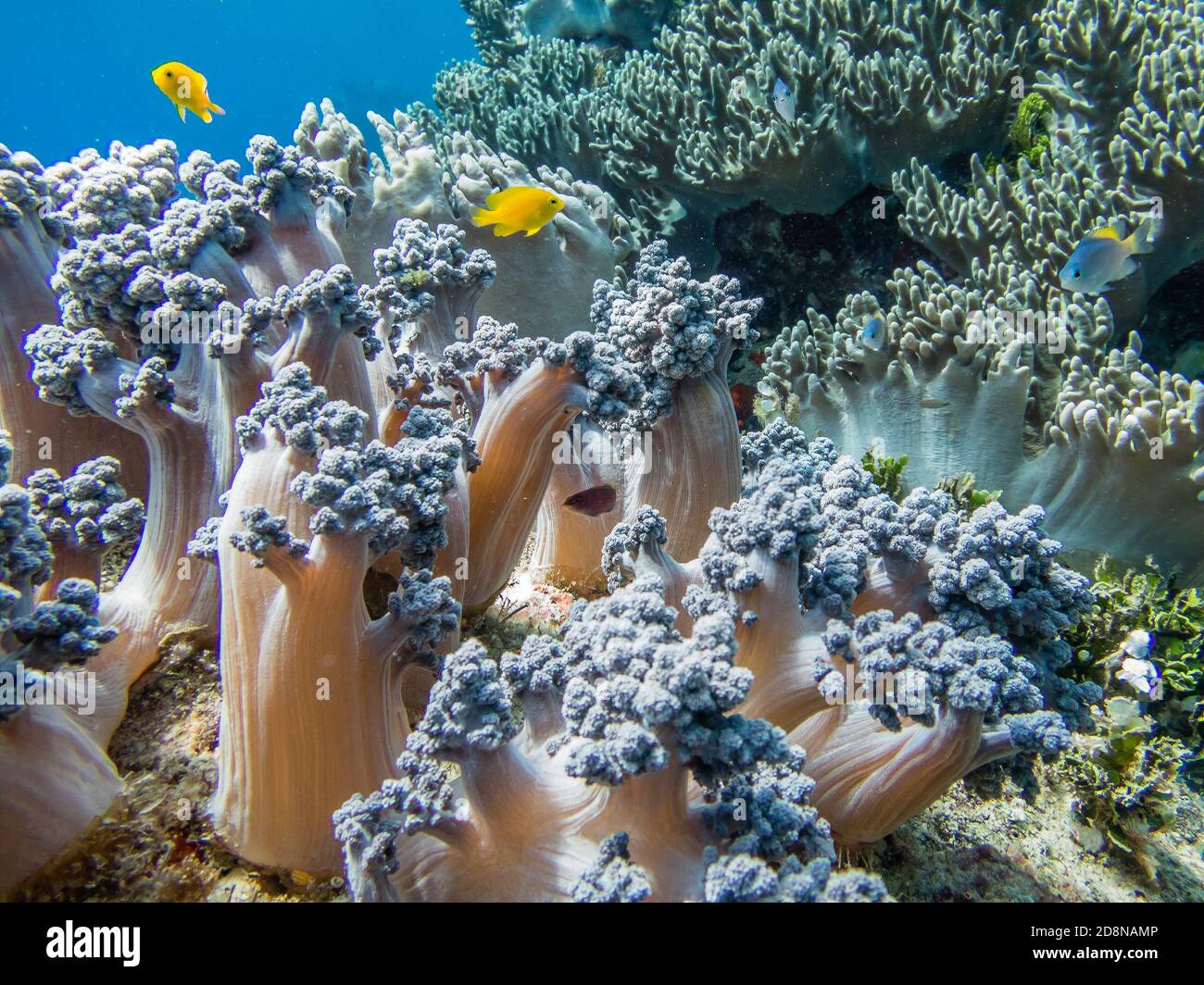 Nepthea soft coral Stock Photo - Alamy