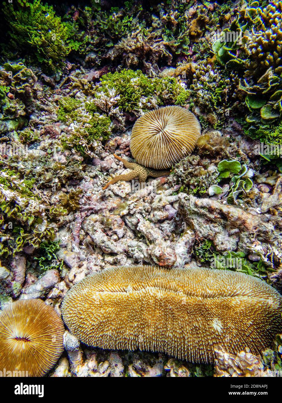 Ctenactis and Fungia corals Stock Photo - Alamy