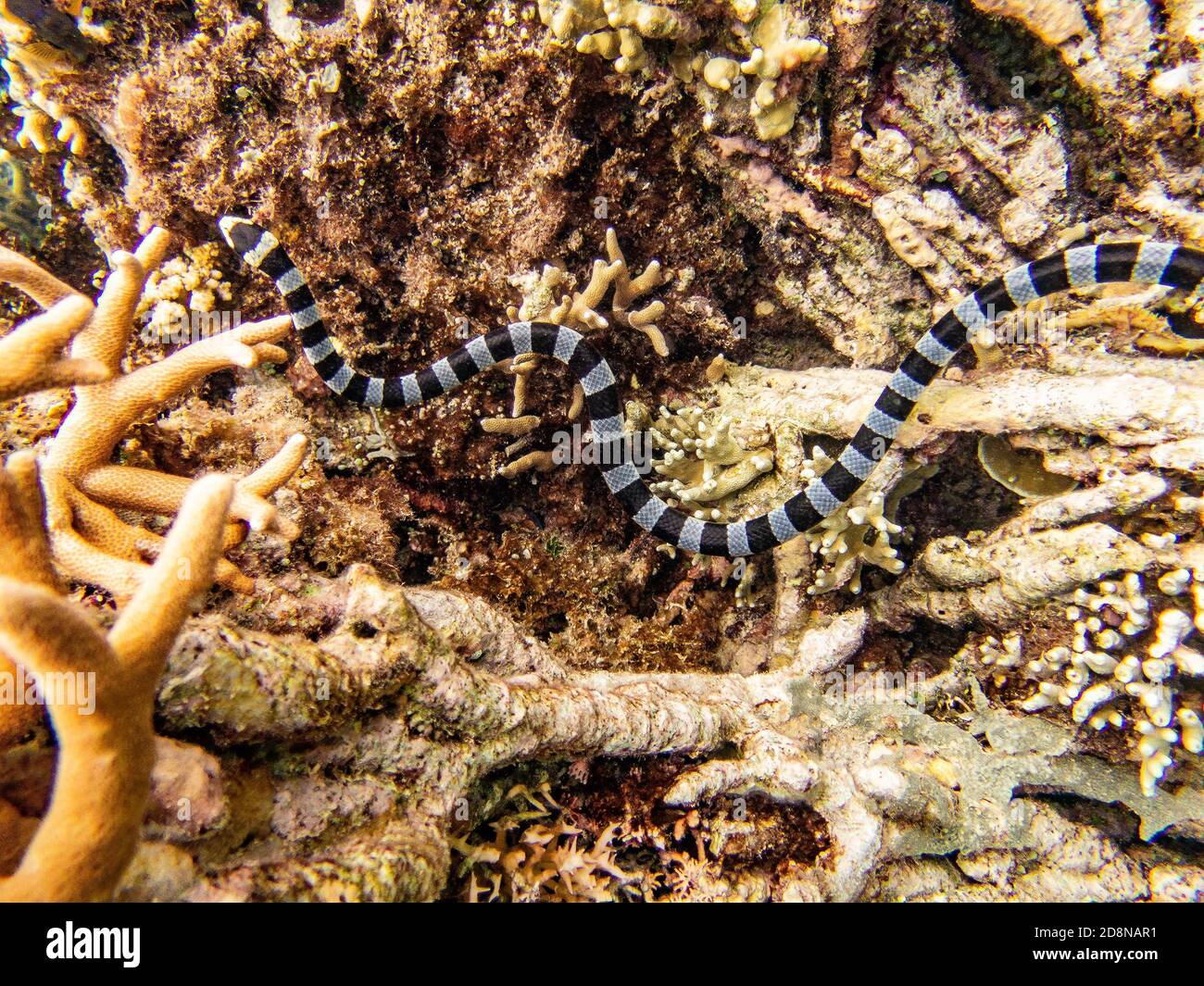 Sea snake reef hi-res stock photography and images - Alamy
