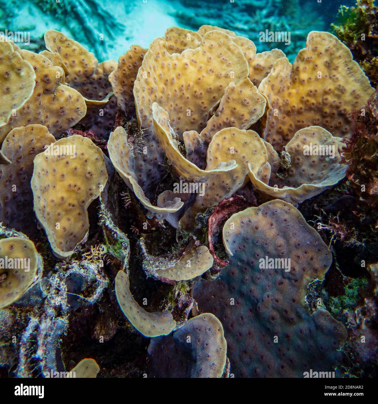 Echinopora hi-res stock photography and images - Alamy